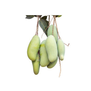 Mango Collection – South Eden Nursery