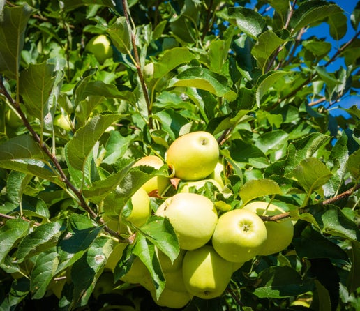 Dorsett Golden Apple – South Eden Nursery