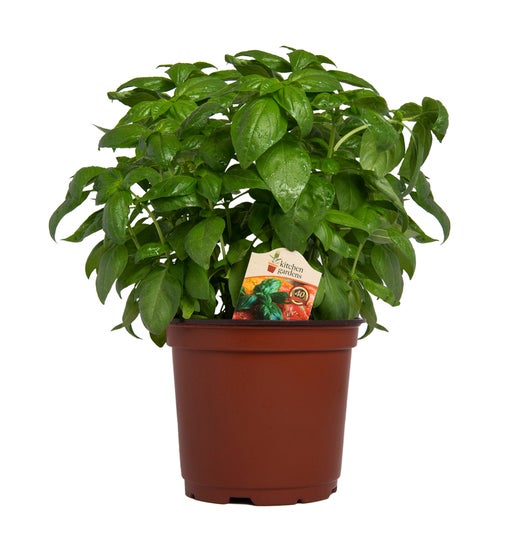 Kitchen Gardens Sweet Basil – South Eden Nursery