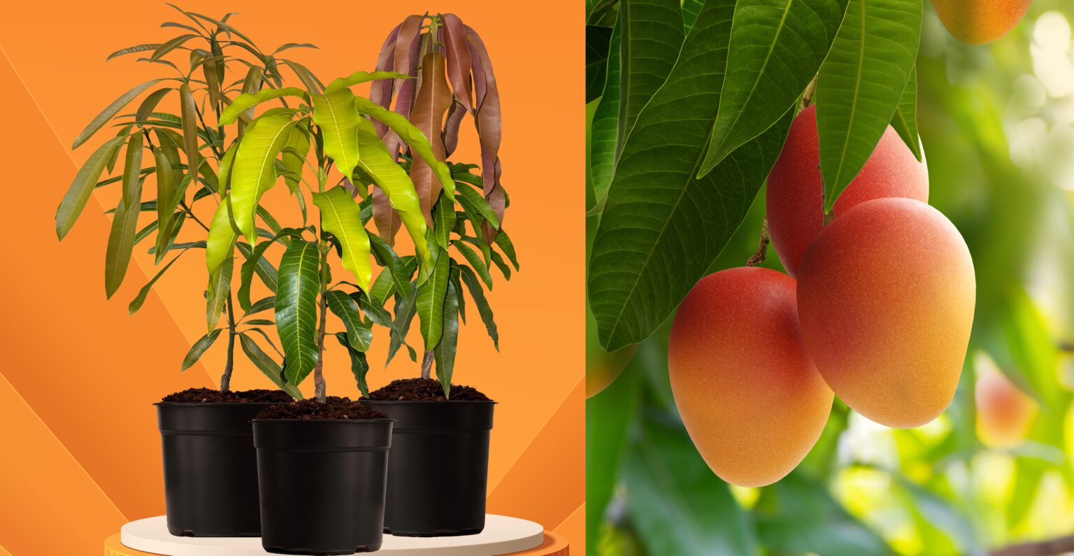 South Eden Nursery – Exotic Fruit Trees & Rare Mangos