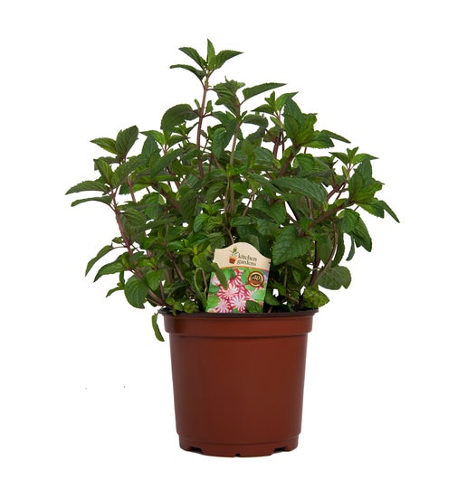 Kitchen Gardens Peppermint – South Eden Nursery