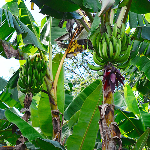 Puerto Rican Plantain | (Musa × paradisiaca) – South Eden Nursery