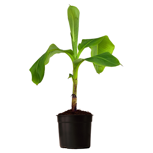 Puerto Rican Plantain | (Musa × paradisiaca) – South Eden Nursery