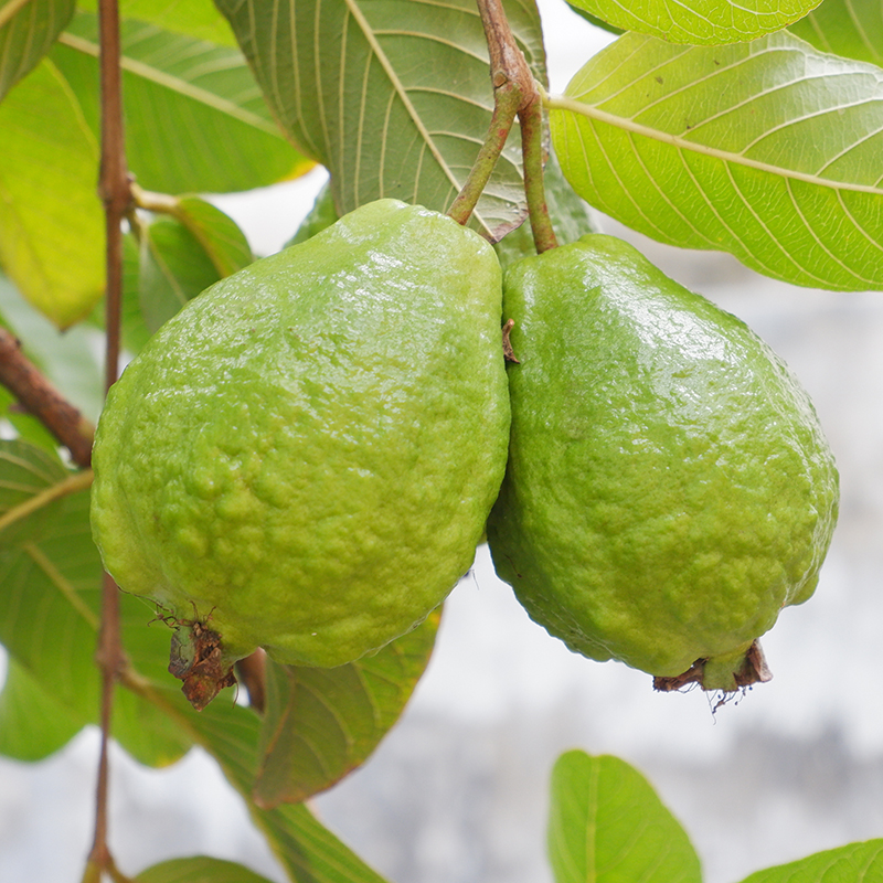 Taiwanese Guava – South Eden Nursery