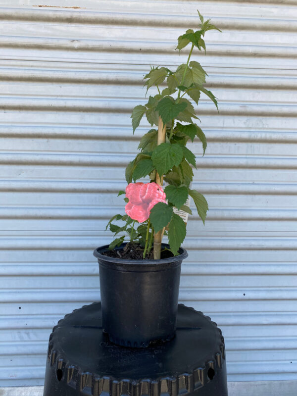 Raspberries – South Eden Nursery