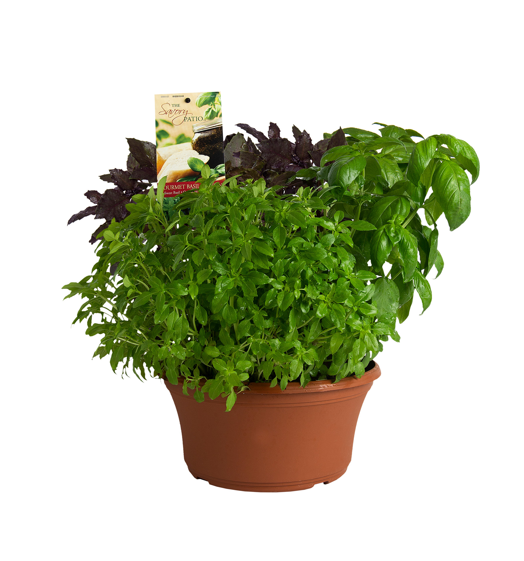 Kitchen Gardens Dish, Gourmet Basil – South Eden Nursery
