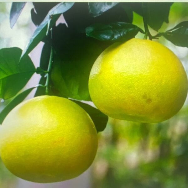 Oroblanco Pomelo Grapefruit – South Eden Nursery